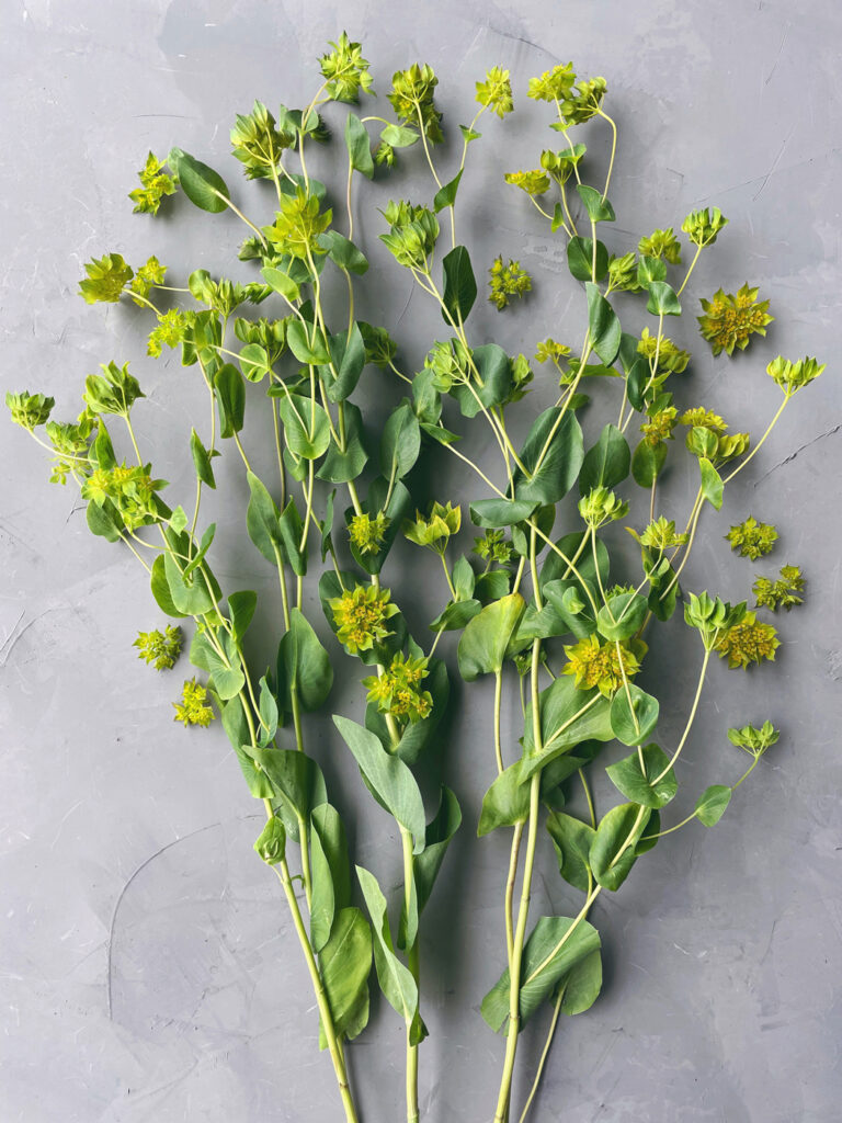 Bupleurum - Bundle - Sweet Peas Flower Shop