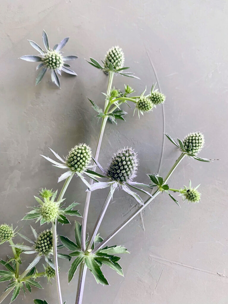 Eryngium - Bundle - Sweet Peas Flower Shop