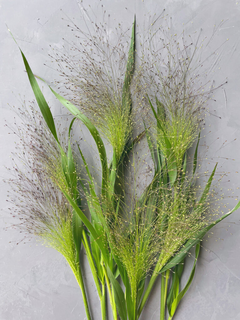 Explosion Grass - Bundle - Sweet Peas Flower Shop