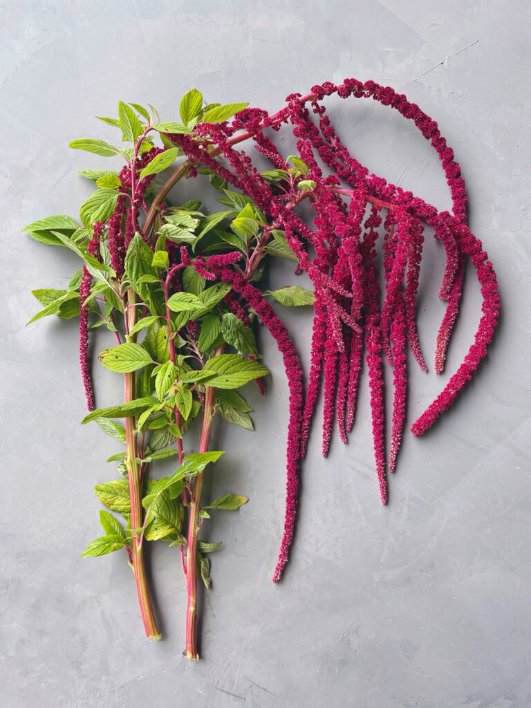 Hanging Amaranthus - Bundle - Sweet Peas Flower Shop