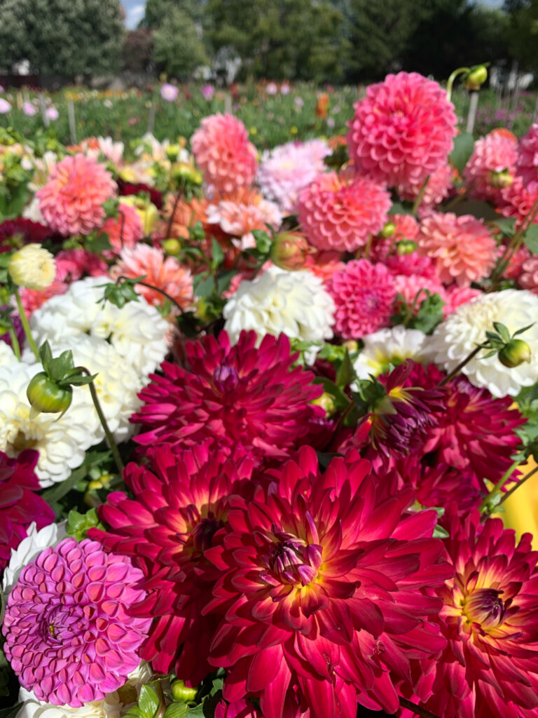 flower shops Noblesville indiana | Sweet Peas Flower Farm