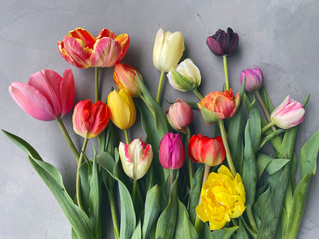 Double Tulips - Bundle - Sweet Peas Flower Shop