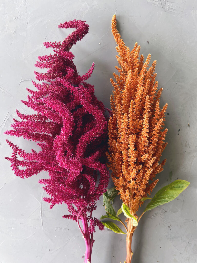 Upright Amaranthus Wholesale - Sweet Peas Flower Shop