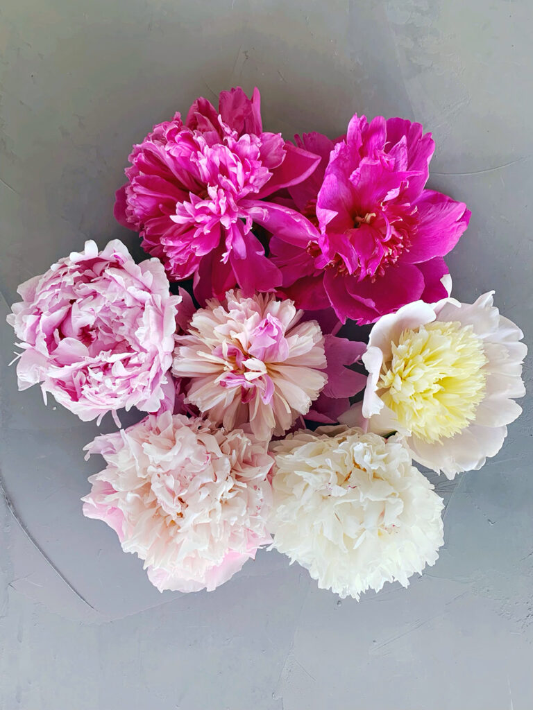 Peony - Bundle - Sweet Peas Flower Shop